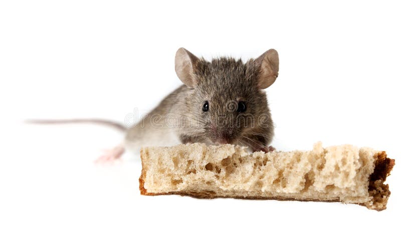 Een muis die brood eten stock foto. Image of hoofd, bont - 29155234