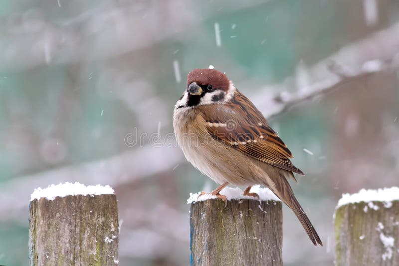 Een Mus in de winter stock afbeelding. Image of zitting - 64257161