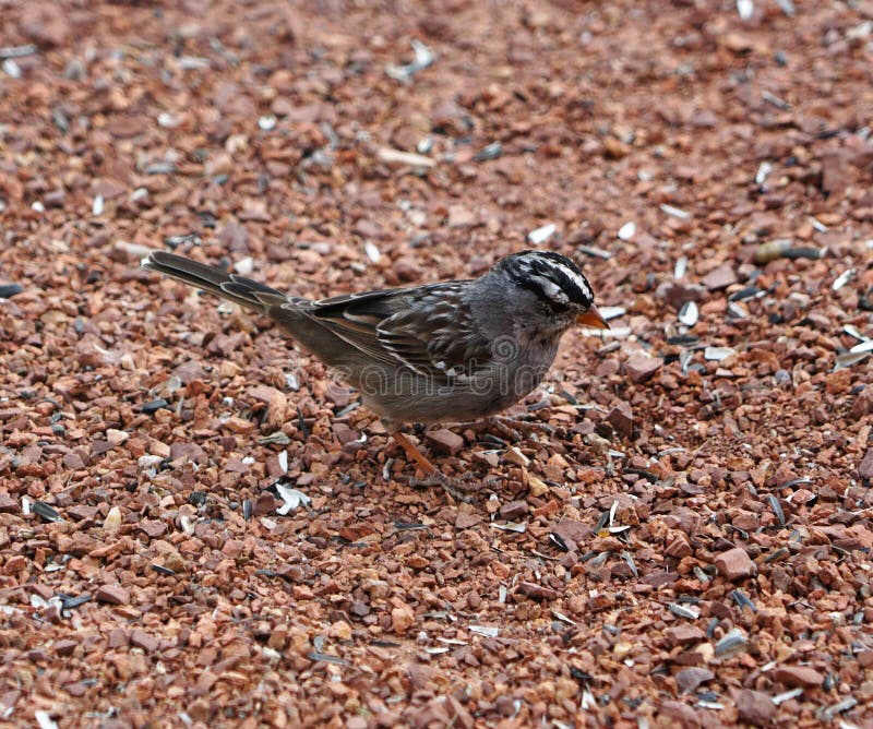 Een Mus Die Ter Plaatse Voeden Stock Afbeelding - Image of spinnen ...