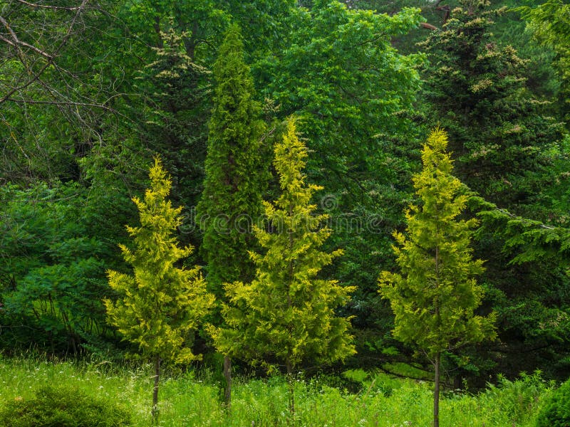Een Naald Groen Bos, Sparren, Bomen Stock Foto - Image of licht ...