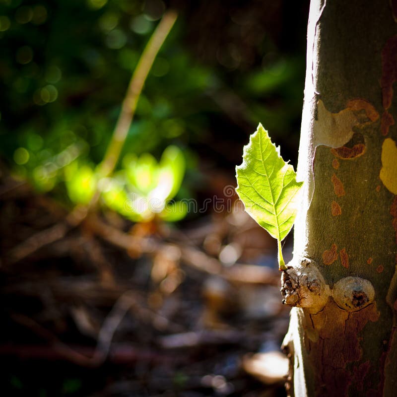 Een nieuw begin stock afbeelding. Image of onderbreking - 21543771