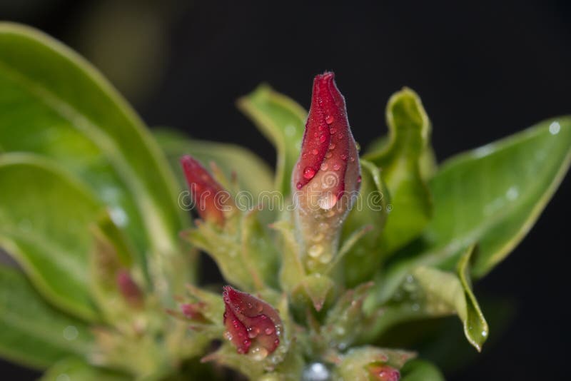 Een Nieuwe Bloei Van Rode Woestijnrozen Stock Foto - Image of ...