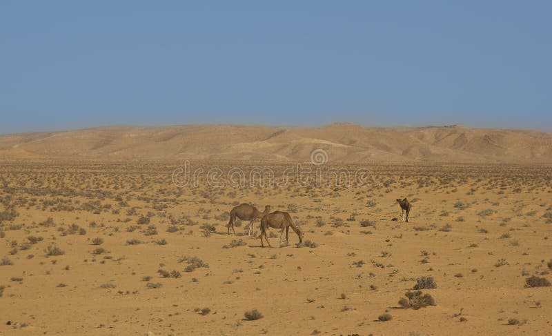 Een Oase in De Woestijn Van De Sahara Stock Afbeelding - Image of ...