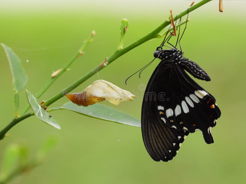Pop van een vlinder stock afbeelding. Image of poppen - 21391071