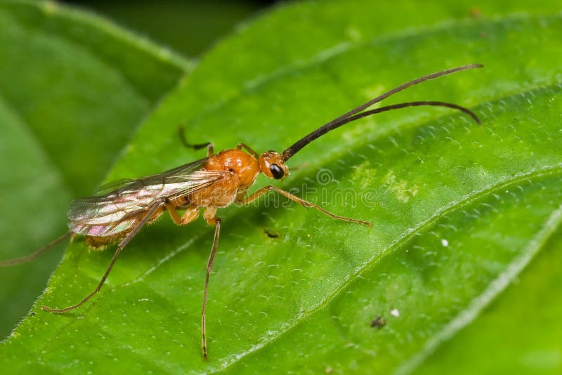 Parasitaire wesp stock foto. Image of wildernis, installatie - 10633020
