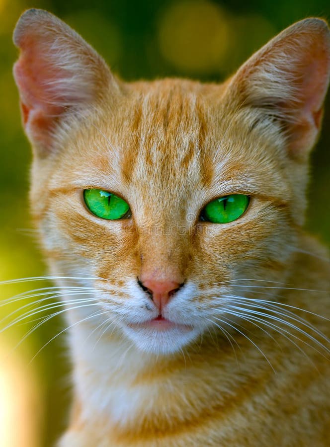 Een Oranjerode Kat Met Groene Ogen Stock Foto - Image of gezicht ...