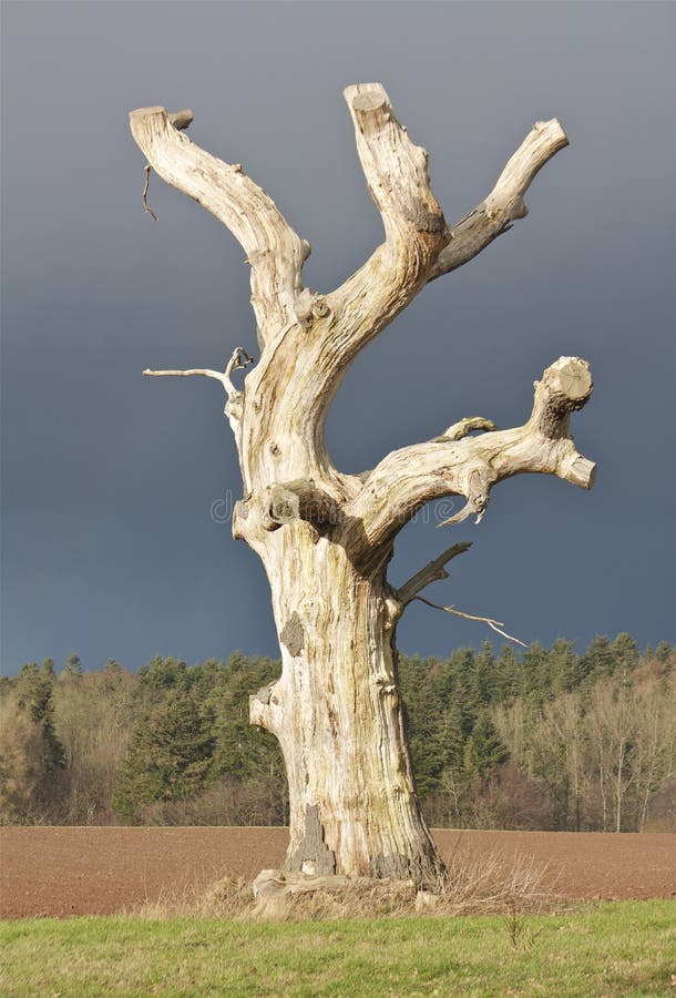 Een oude Dode Boom stock foto. Image of buiten, landbouwgrond - 23059494