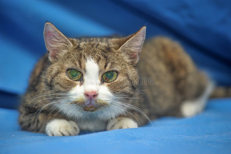 Het Schele Kat Openlucht Lopen Stock Foto - Image of ziekte, katje ...