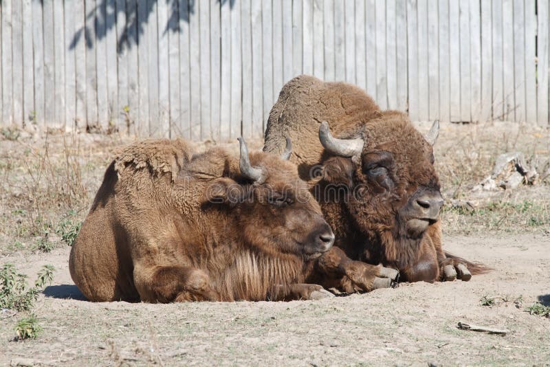 Een paar buffels stock afbeelding. Image of wijfje, herkauwer - 21780773