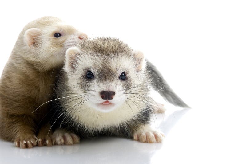 Een paar jonge fretten stock foto. Image of nieuwsgierigheid - 11345294