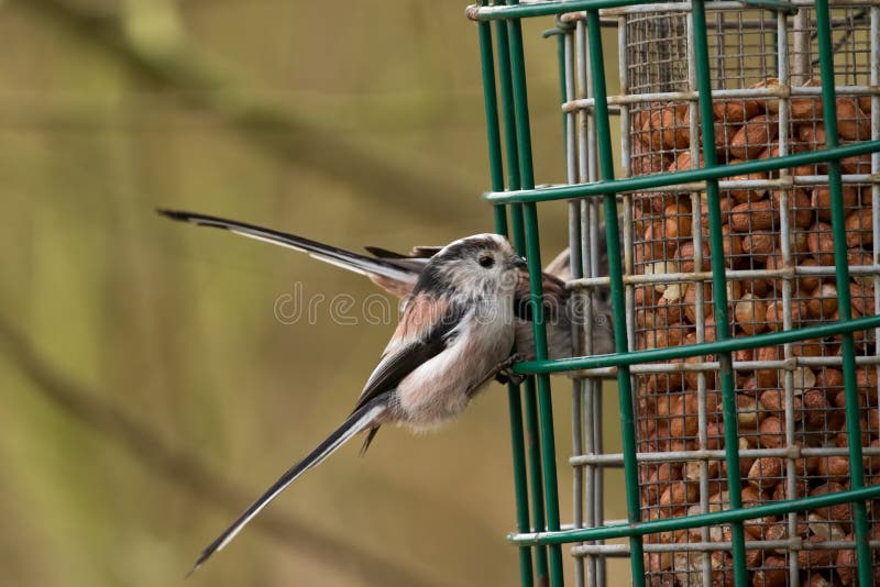 Mezen Met Lange Staart Die Op Voeder Worden Neergestreken Stock Foto ...
