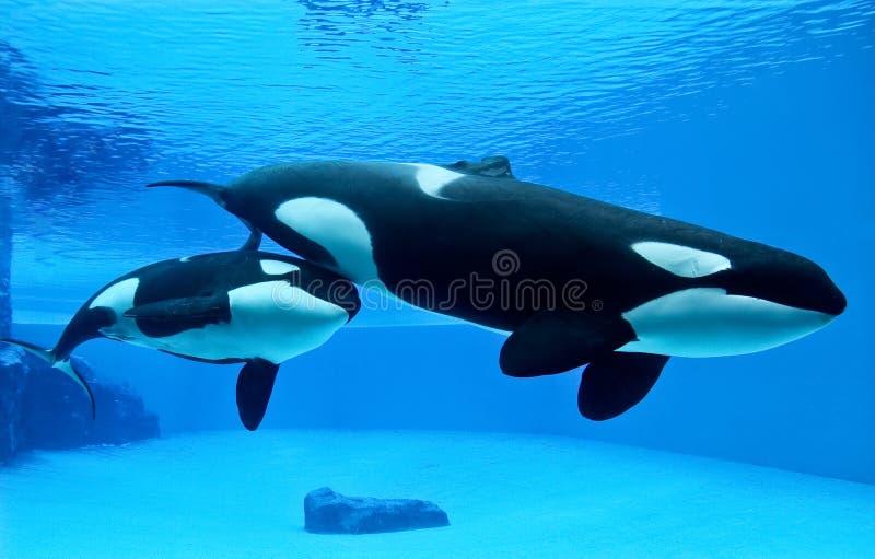 Een Paar Orka Dorsale Vinnen is Zichtbaar Boven De Wateren Van De ...