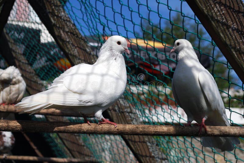 Twee Witte Duiven Met Rode Benen Die Op De Steenmuur Zitten in Park ...