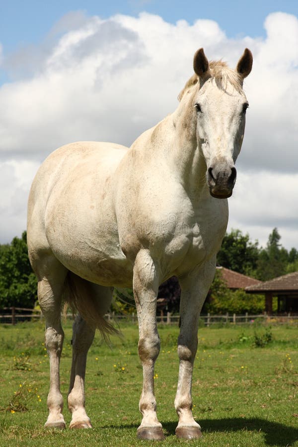 Markwr - Profiel van de contribuant voor Dreamweaver