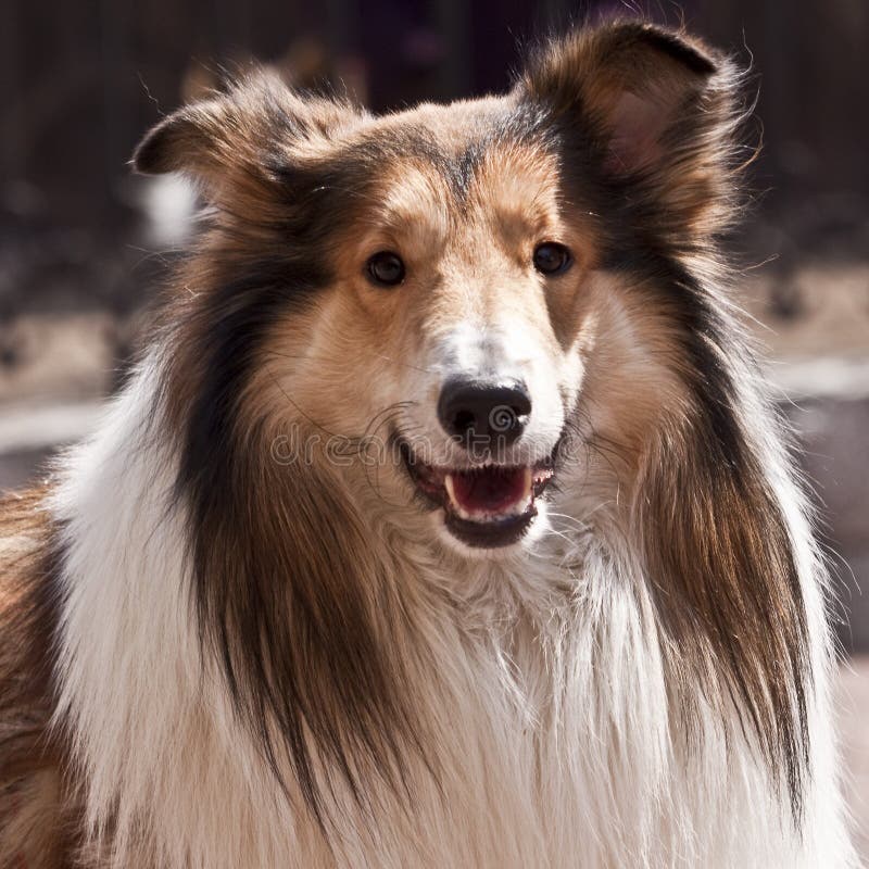 Een pluizige hond stock foto. Image of staar, vierkant - 24930684