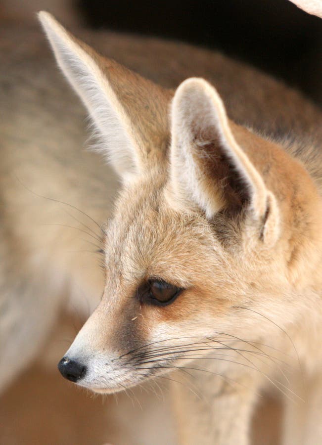 Een Portret Van Een Woestijnvos Stock Afbeelding - Image of afrika ...