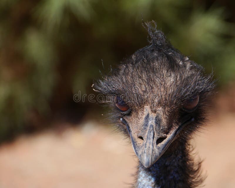 Een Portret Van Een Australische Emoe Stock Afbeelding - Image of ...