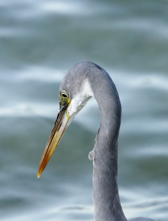 Een Portret Van Een Mooie Reiger Stock Afbeelding - Image of overzees ...