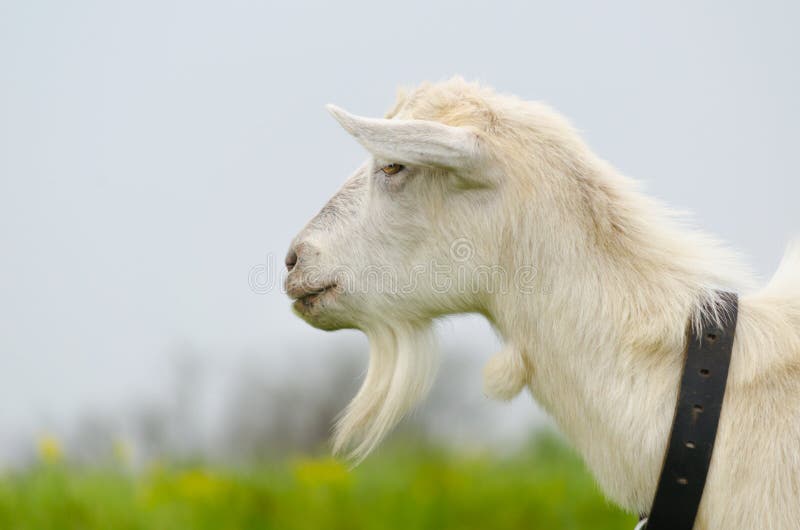 Een Portret Van Witte Geit in De Weide Stock Foto - Image of fauna ...