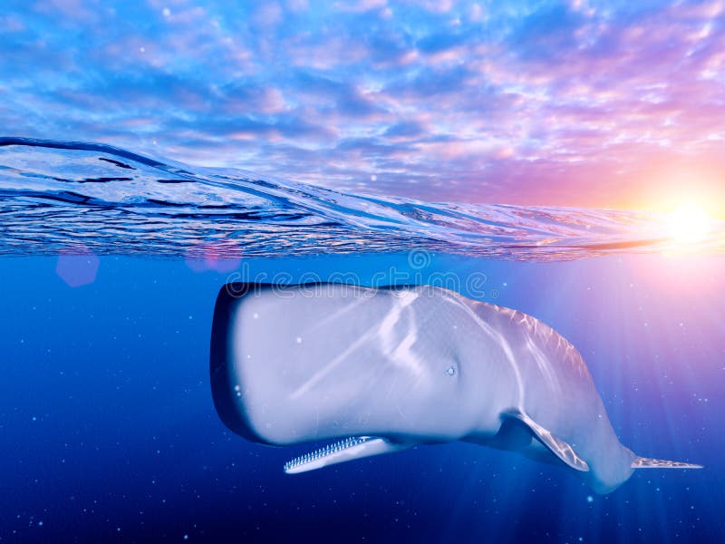 Een potvis stock illustratie. Illustration of zwemmen - 127838487