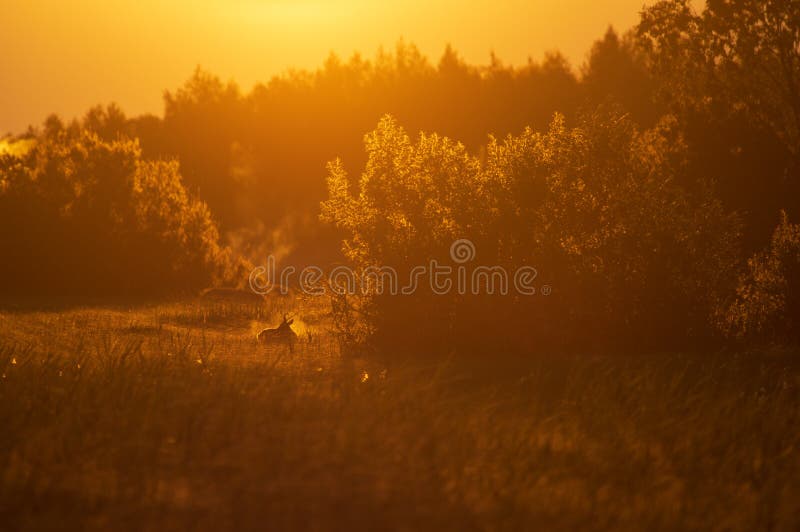 Een Ree in Het Warme Ochtendlicht Stock Afbeelding - Image of mist ...