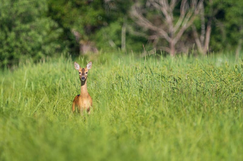 Een ree in hoog gras stock afbeelding. Image of dier - 118719921