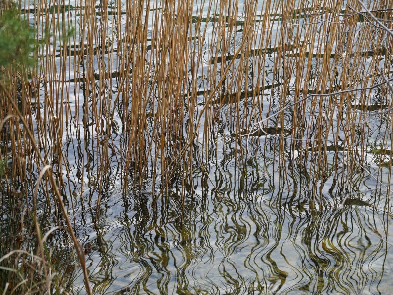 Het Riet van het water stock foto. Afbeelding bestaande uit zonnig ...
