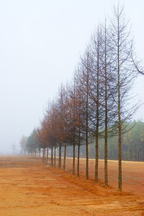 Een rij bomen stock afbeelding. Image of firma, rijp - 18674113
