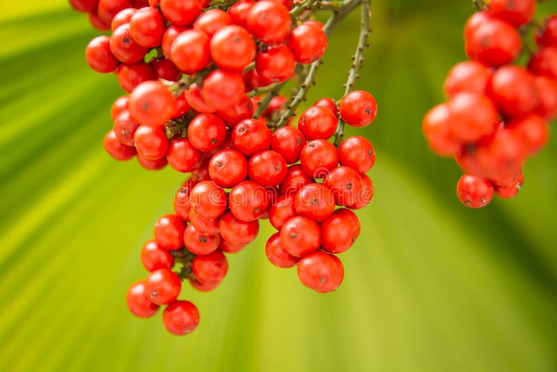 Een Rode Palm, DwergDadelpalm Stock Afbeelding - Image of gebladerte ...