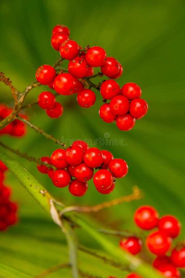 Een Rode Palm, DwergDadelpalm Stock Afbeelding - Image of gebladerte ...