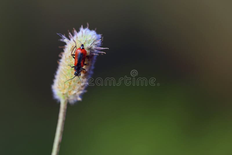 Klein Insect Op Gele Bloemen Stock Afbeelding - Image of bloeien, nave ...