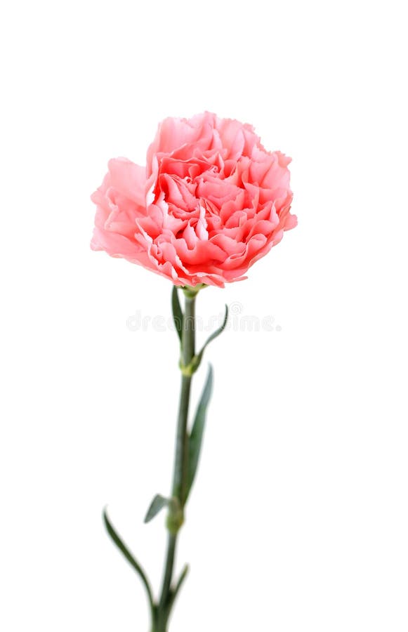 Roze anjer stock foto. Image of bloeien, vrij, boeket - 29511312