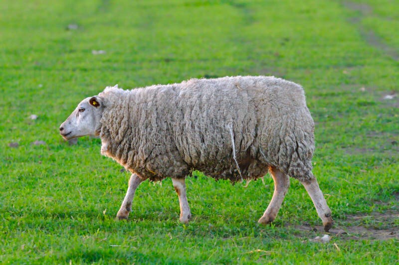 Een schaap stock foto. Image of mooi, gras, lichaam - 132344938