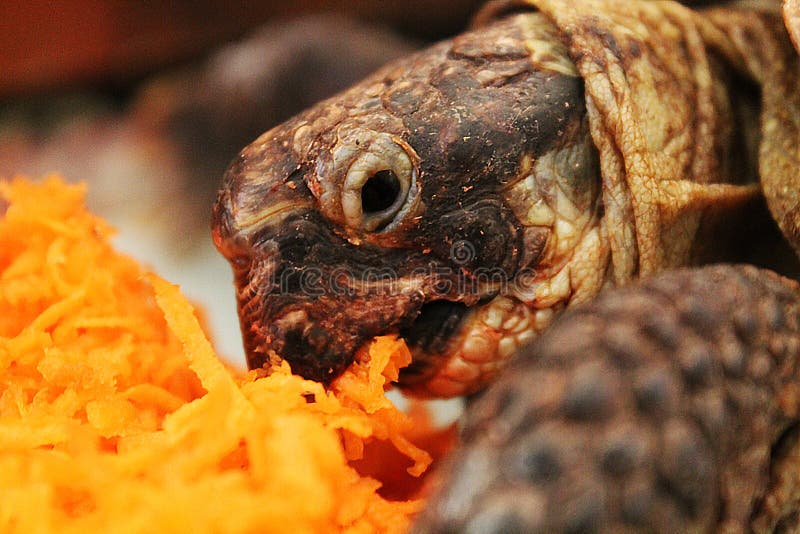 Een Schildpad Die Wortel Eten Stock Foto - Image of reptiel, huisdier ...