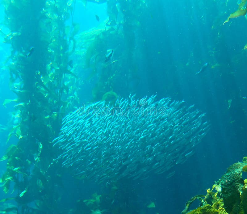 Een school van vissen stock afbeelding. Image of avontuur - 11338129