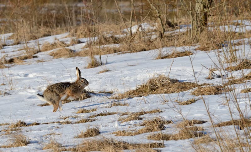 Het Americanus Lopen Van Lepus Van Sneeuwschoenhazen in De De ...