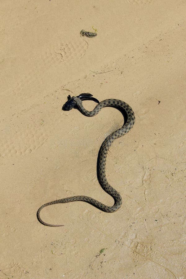 Een Slang Met Vissen in De Mond Stock Afbeelding - Image of zand, wild ...