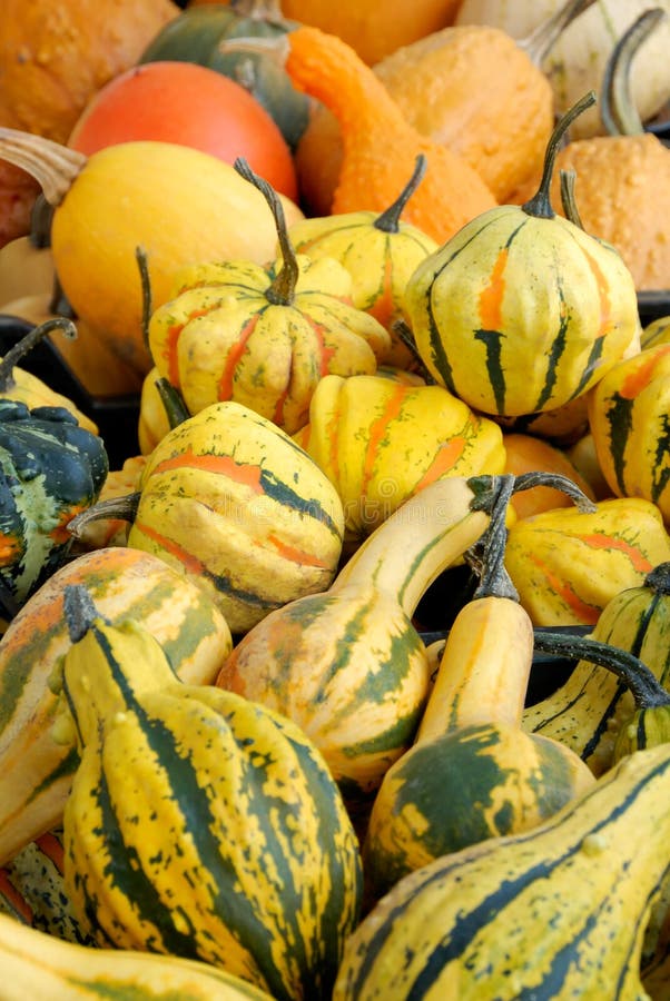Een Stapel Van Sierpompoenen Stock Foto - Image of voorwerpen, vormen ...