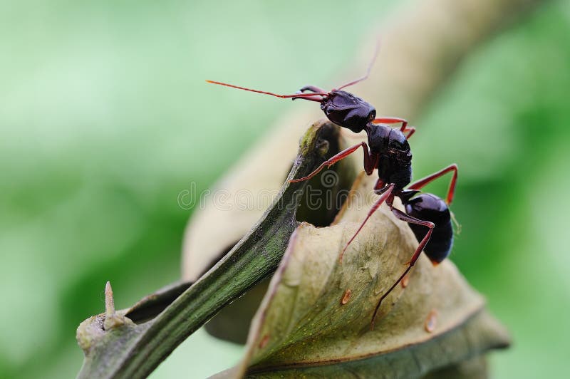 Een Sterke Mier Op De Bladeren Stock Foto - Image of insect, insecten ...