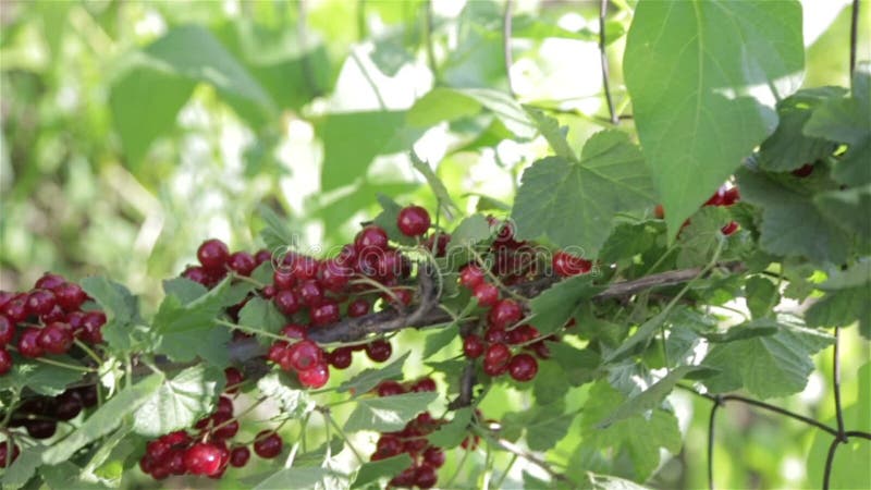 Een struik met rode bessen stock video. Video of tuin - 73410929