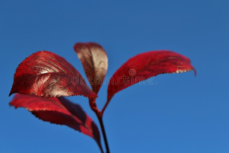 Een Struik Met Rode Bladeren Stock Foto - Image of gevoel, zweeds: 61692604