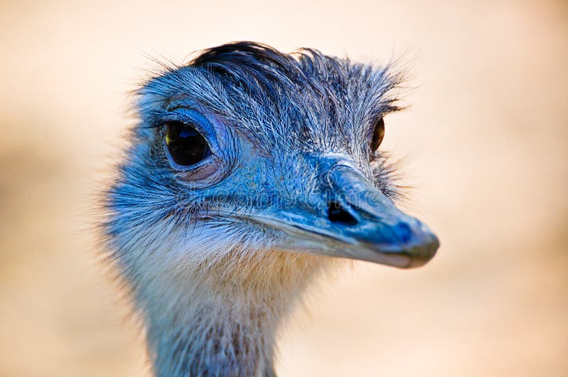 Grappige Struisvogel Mannelijke Hoofdclose-up Met Groot Oog En Roze Bek ...