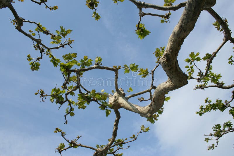 Tak van boom stock afbeelding. Afbeelding bestaande uit blad - 5228641