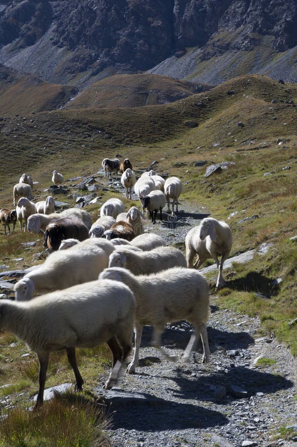Een troep van sheeps stock foto. Image of berg, piek - 49103798