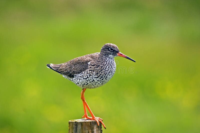 Een tureluur stock afbeelding. Image of lood, watervogel - 3367565