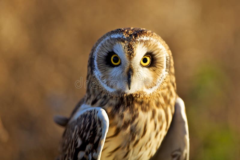 Uil Met Korte Oren Op De Post Van De Omheining Stock Foto - Image of ...