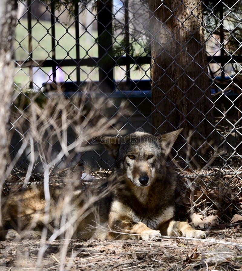 Een Verbergende Rode Wolf stock afbeelding. Image of vroeg - 113394505