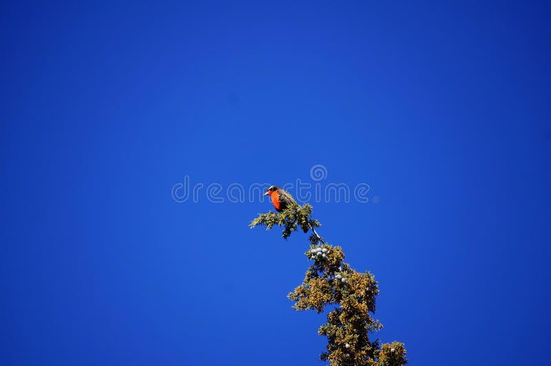 Een Vogel Met De Rode Borst Bovenop De Boom Stock Afbeelding - Image of ...
