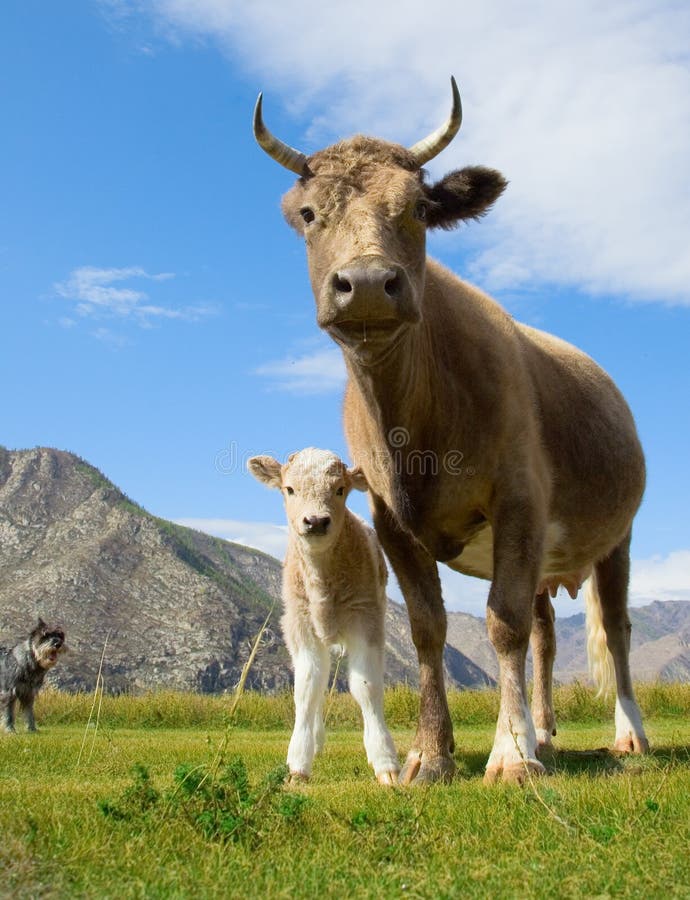 Een volwassen koe en kalf stock foto. Image of begrazing - 13662016