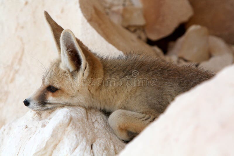 Een Vos Van De Woestijn in Egypte Stock Foto - Image of ecologie, nave ...